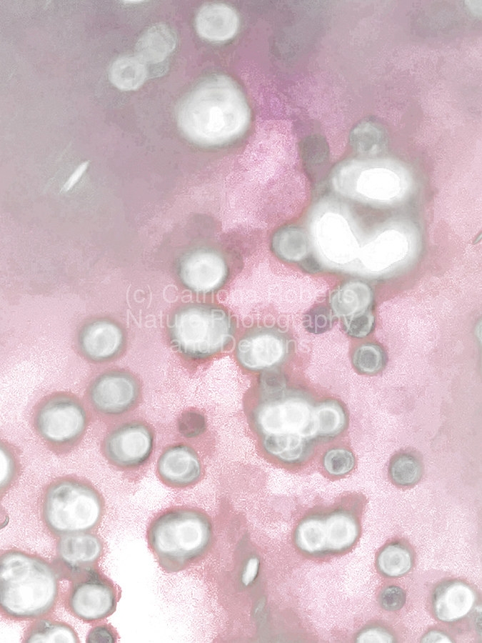 Abstract Soft Circular Shapes by Catriona Roberts Nature Photography ...